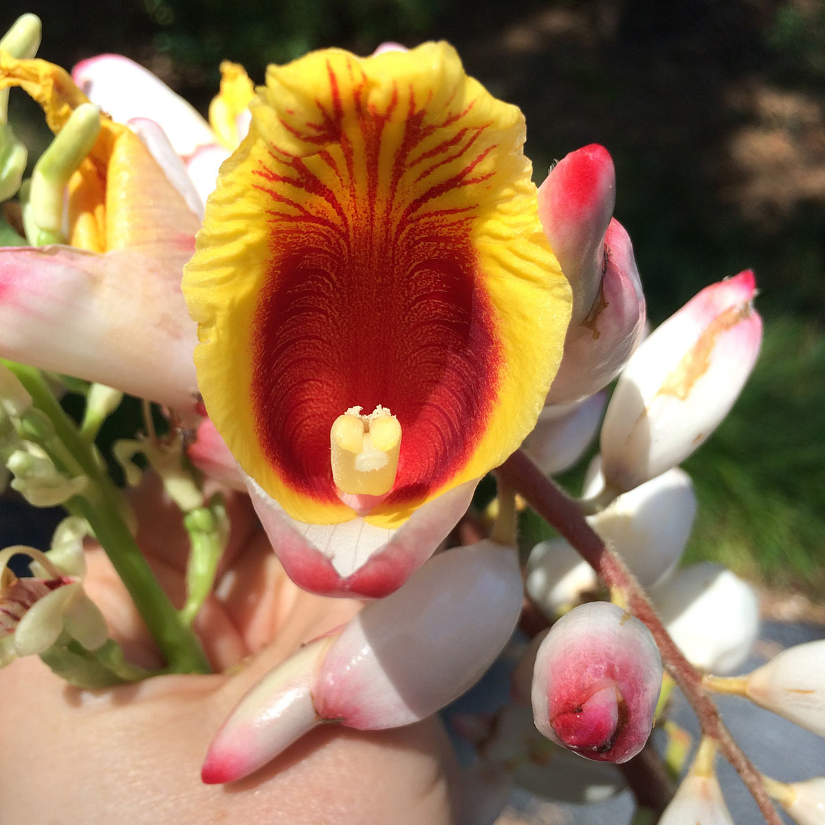 Anthropomorphising Flowers – Susan Rushton