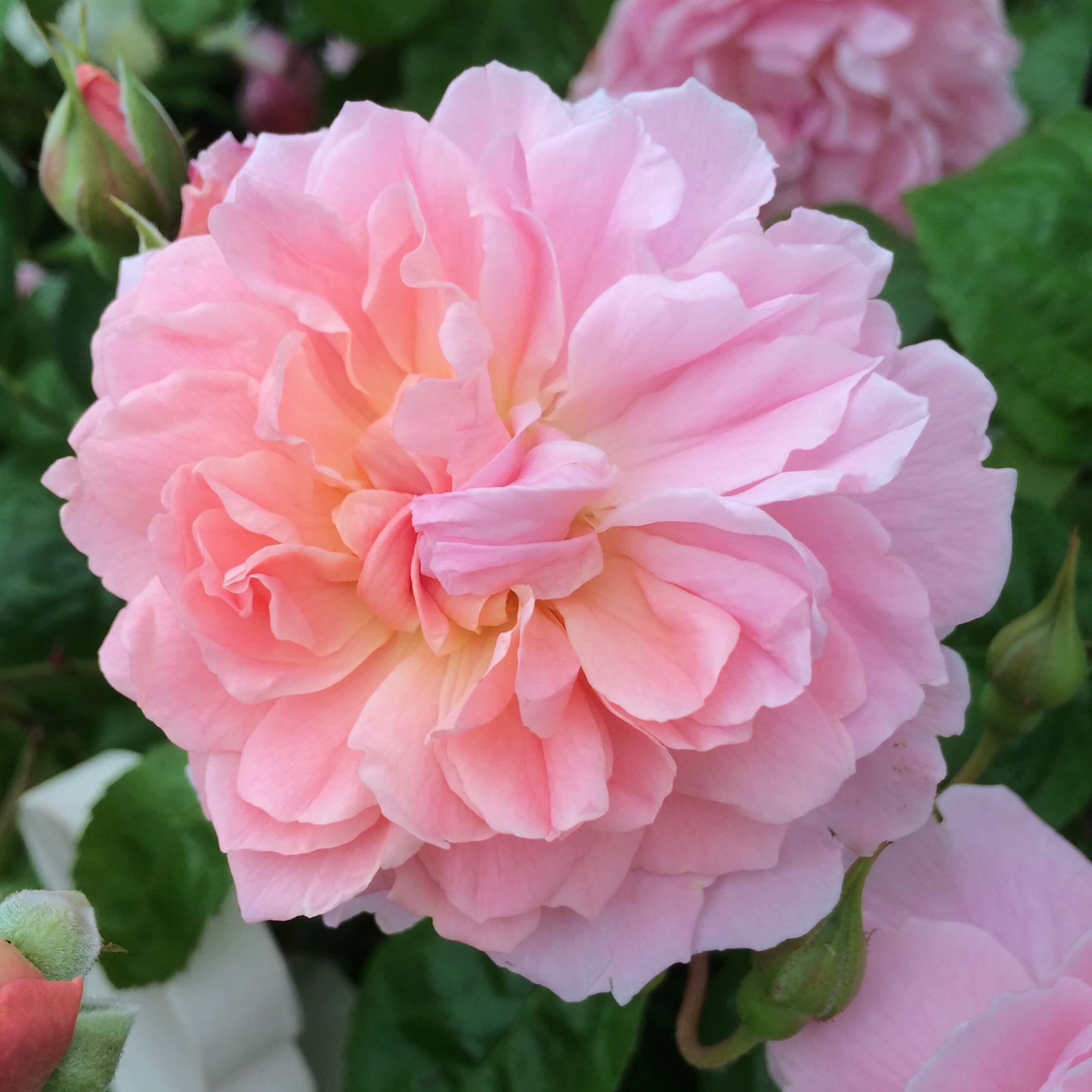 Rosa ‘Strawberry Hill’ – Susan Rushton