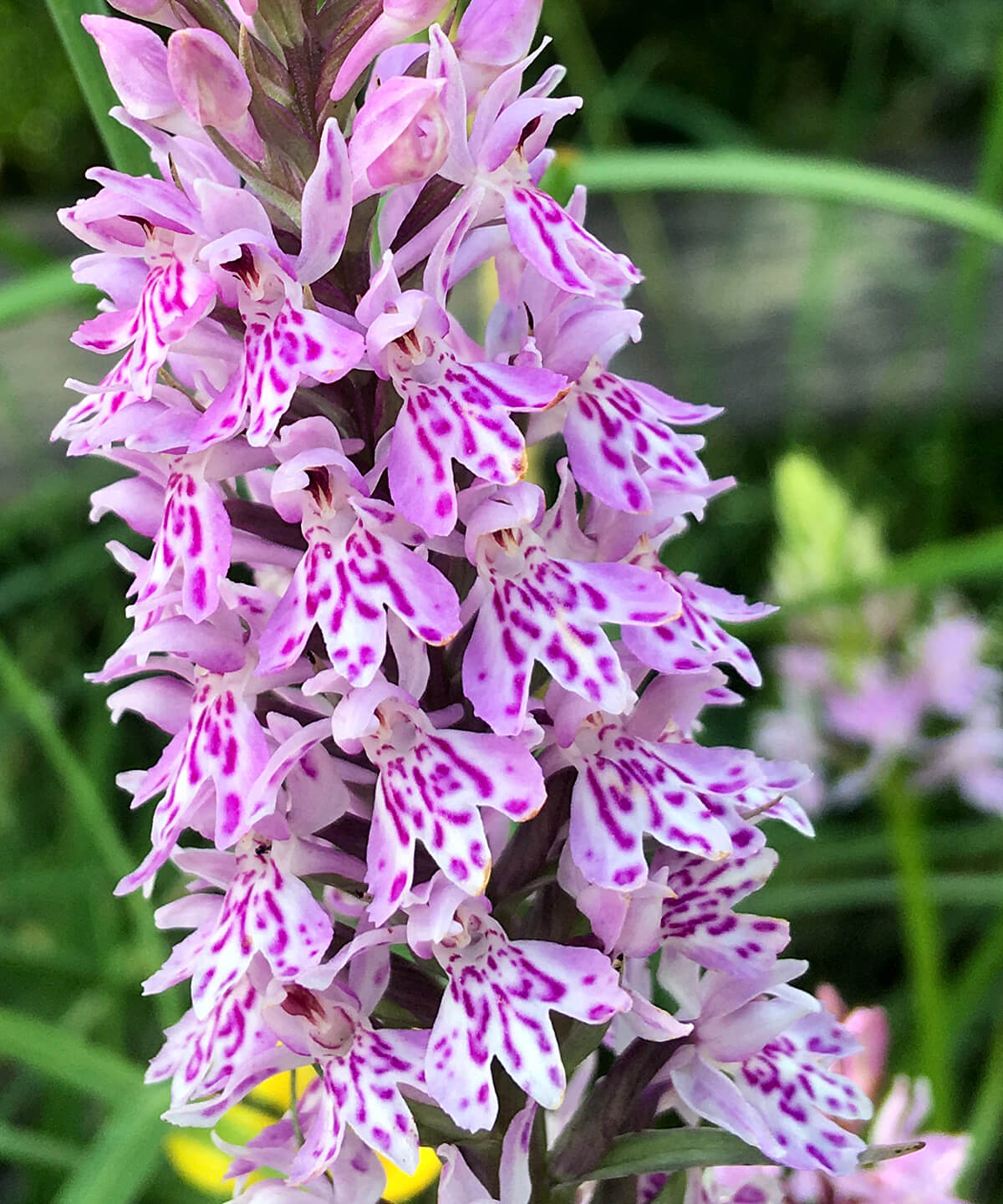 Dactylorhiza fuchsii | Common Spotted Orchid – Susan Rushton