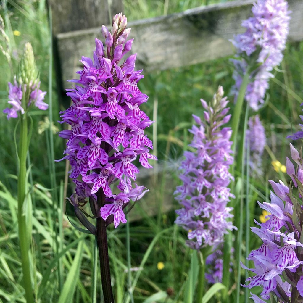 Dactylorhiza fuchsii | Common Spotted Orchid – Susan Rushton