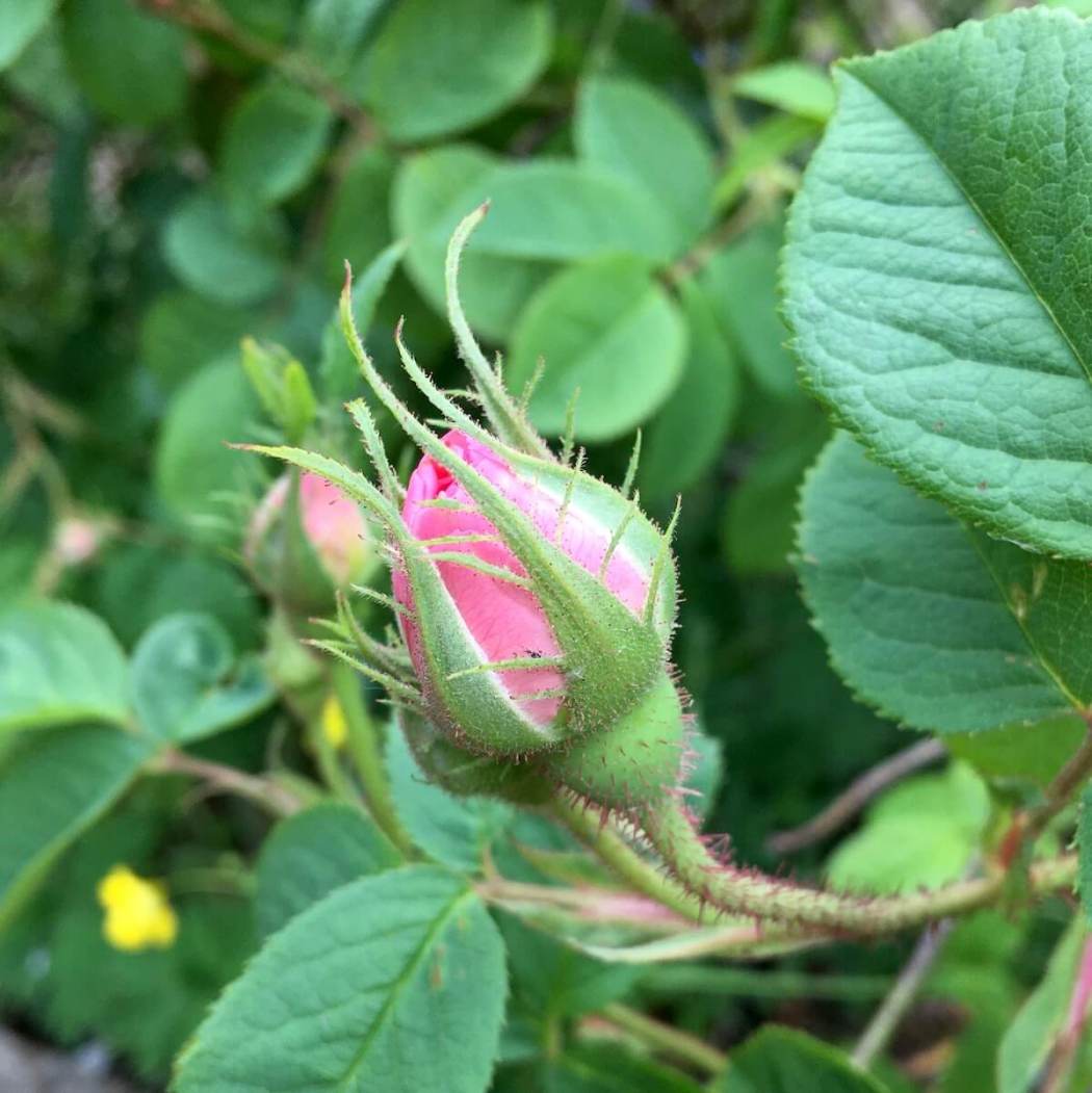 Rosa ‘Queen of Denmark’ | Pink Alba Rose – Susan Rushton