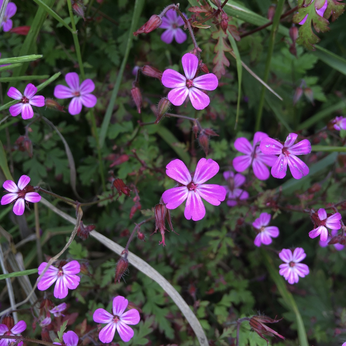 Herb Robert (Geranium Robertianum) – Susan Rushton