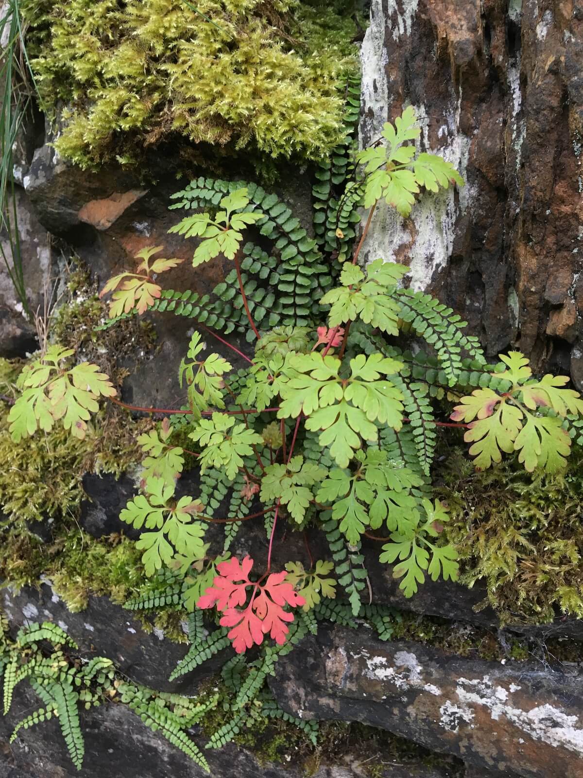 Herb Robert (Geranium Robertianum) – Susan Rushton