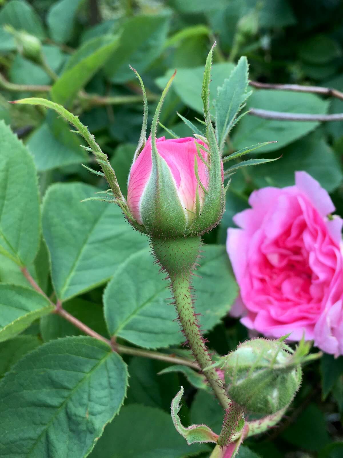 Rosa ‘Queen of Denmark’ | Pink Alba Rose – Susan Rushton