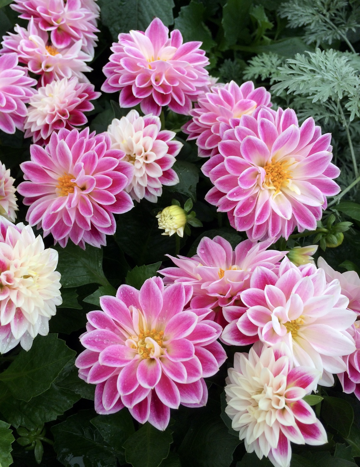 Dahlia ‘Louise’ (Dahlietta Surprise Series) – Susan Rushton