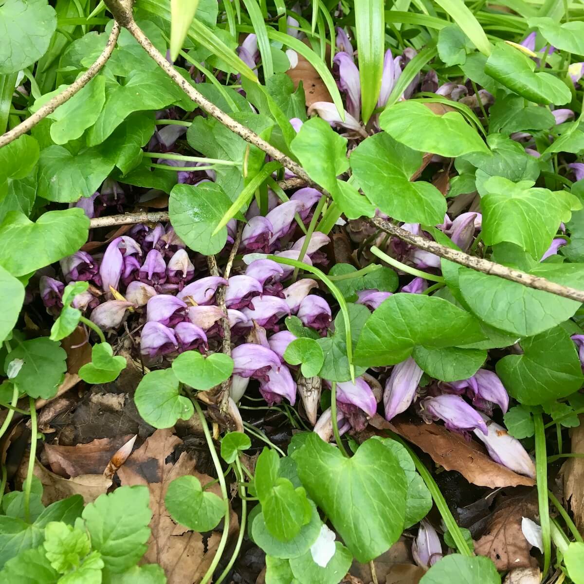 Lathraea clandestina (Purple toothwort) For KindaSquare – Susan Rushton