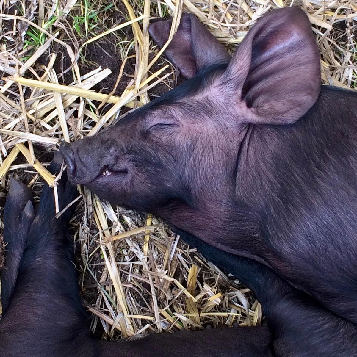 Rare Breed Pigs, Nose To Toes – Susan Rushton