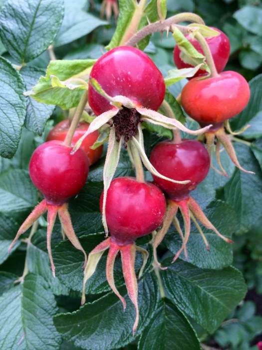 Hip-Bearing Roses: Rugosas – Susan Rushton