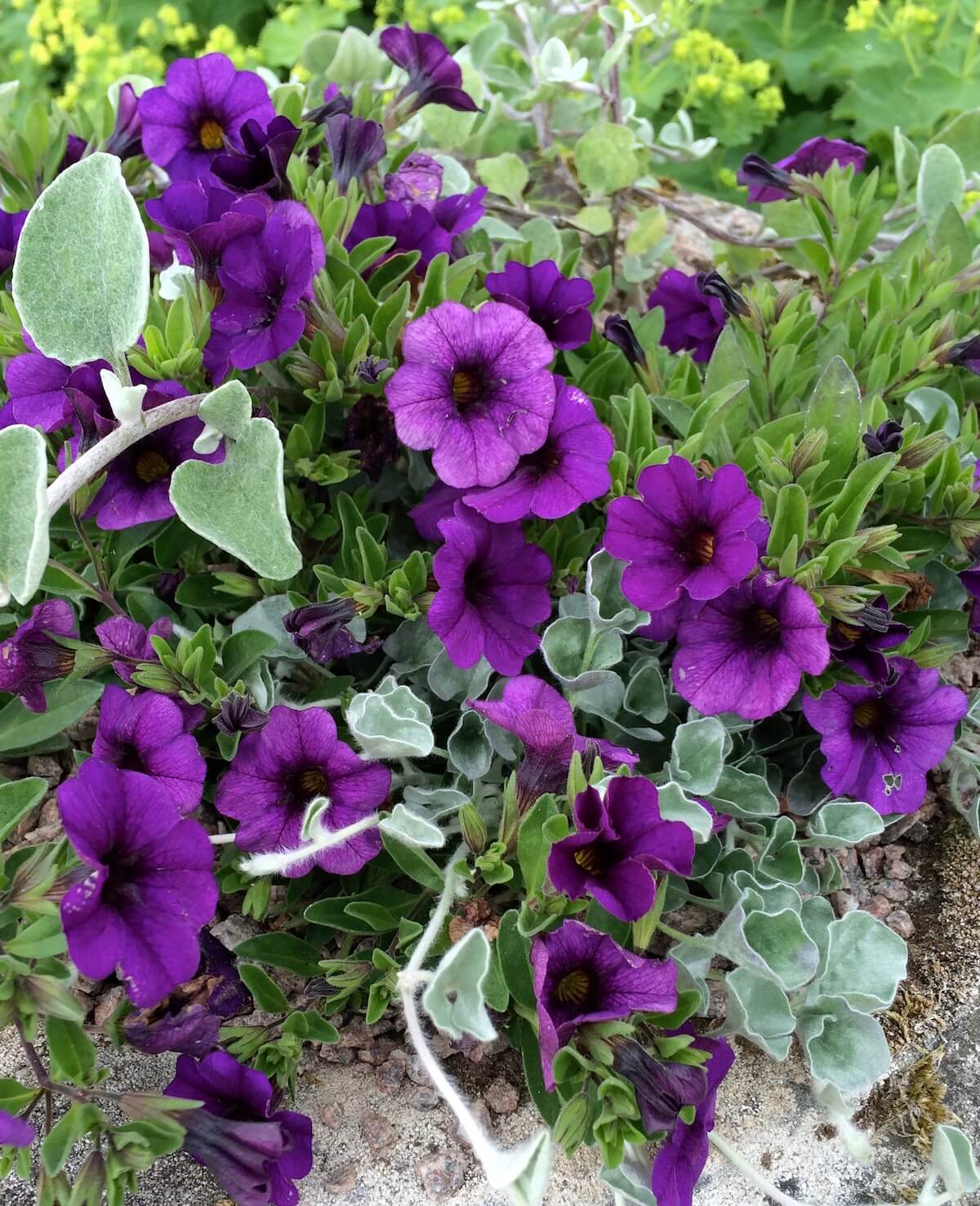 Gallery of Purple and Violet Flowers – Susan Rushton