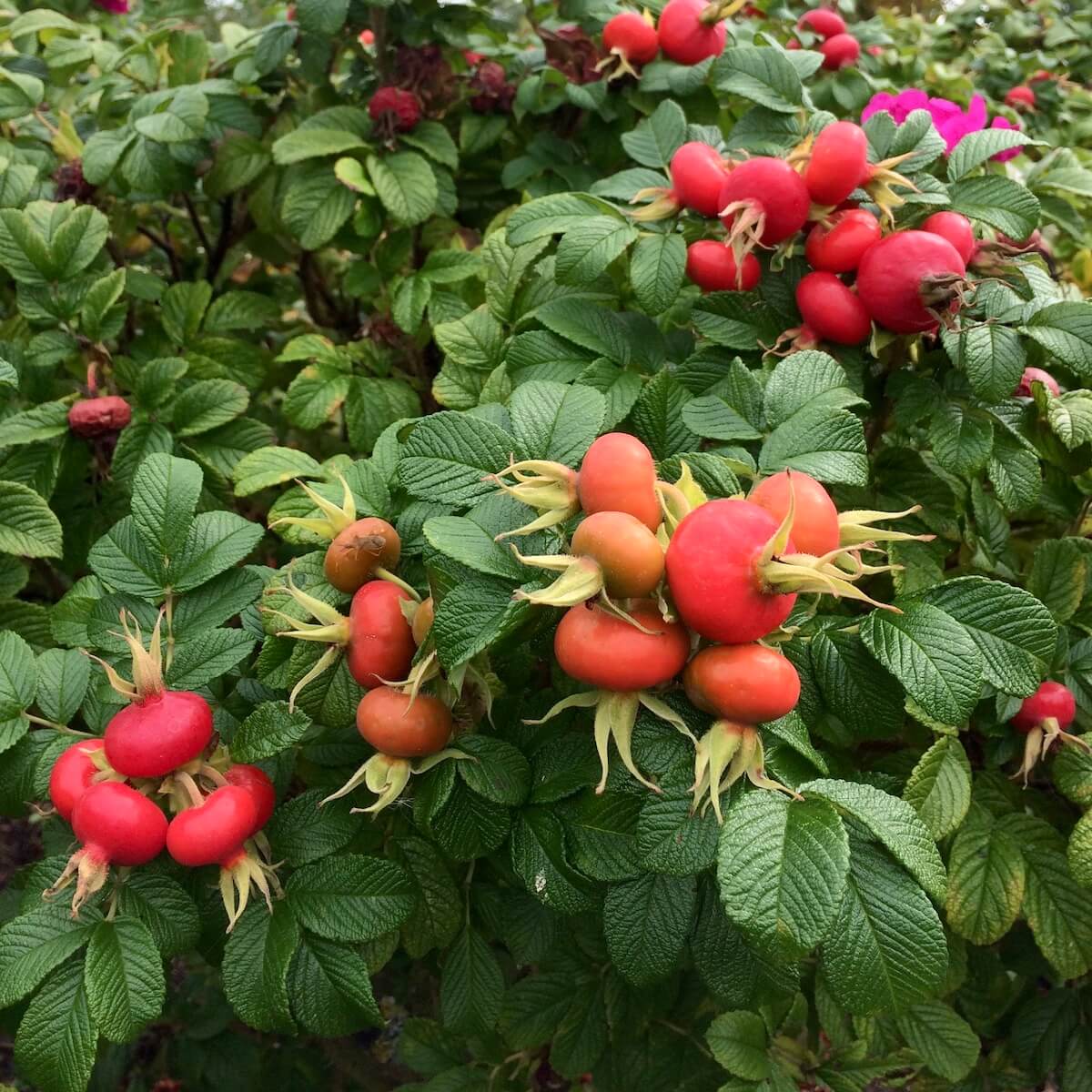 Hip-Bearing Roses: Rugosas – Susan Rushton