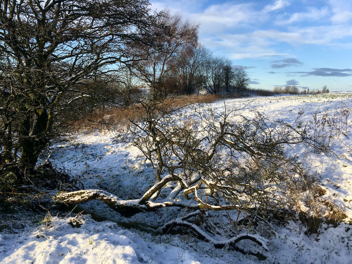 Wordless Wednesday: Hawthorn Trees in Winter – Susan Rushton