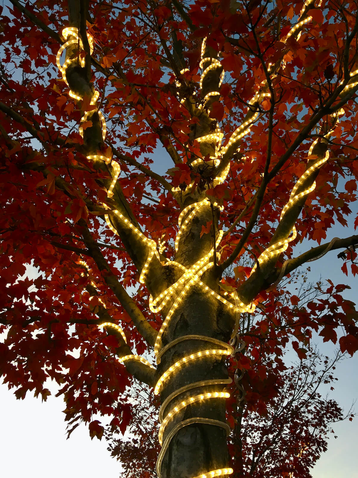 Lights in the Darkness – Susan Rushton