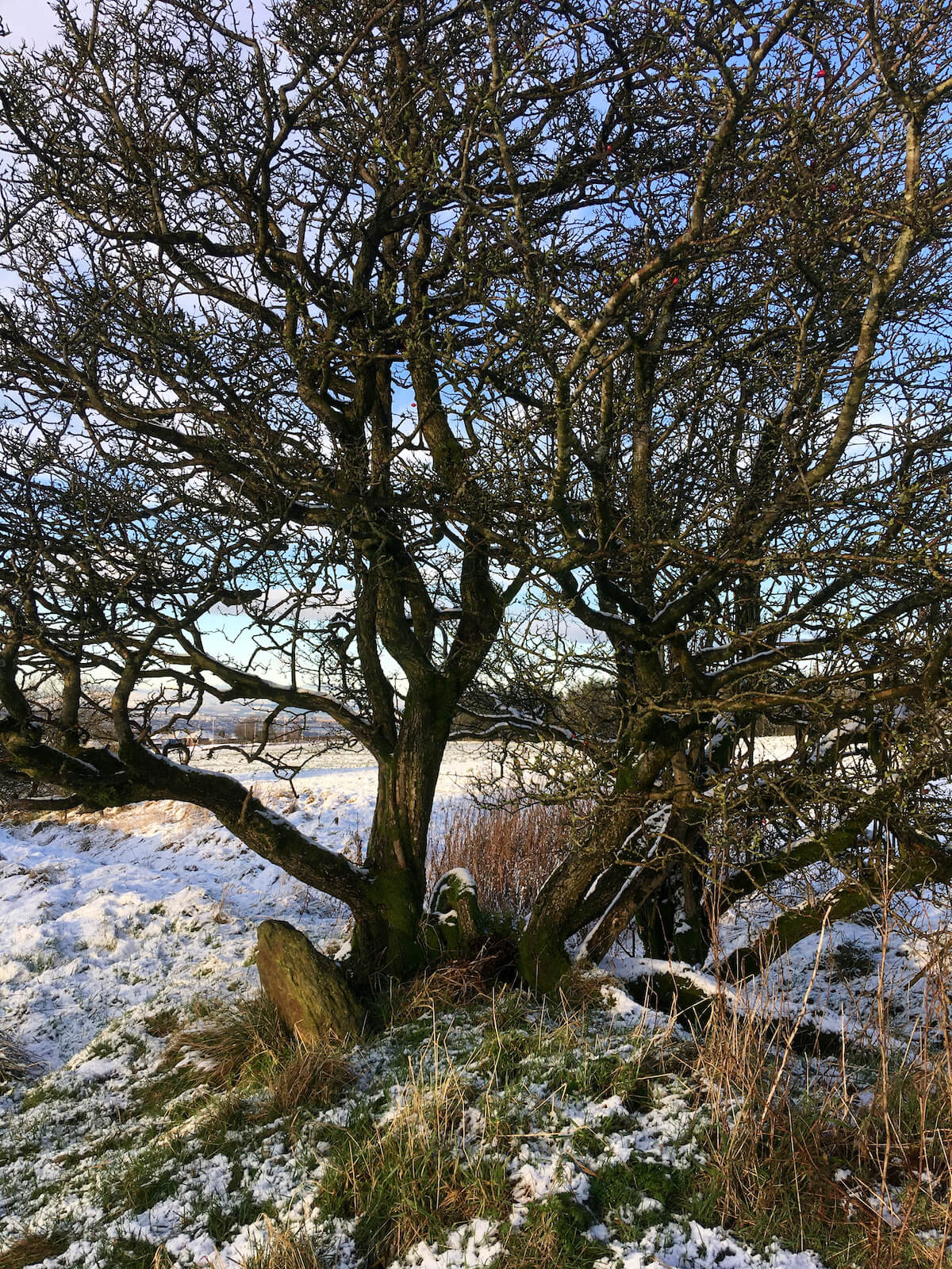 Wordless Wednesday: Hawthorn Trees in Winter – Susan Rushton