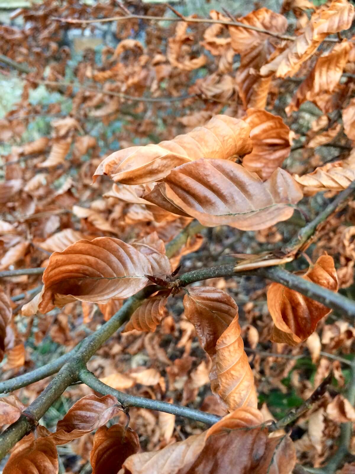 Trust The Great Beech For a Bold, Bright Winter Garden – Susan Rushton