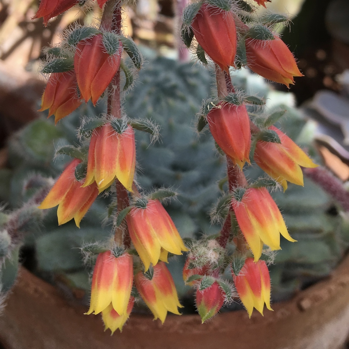 Echeveria ‘Tarantula’ – Susan Rushton