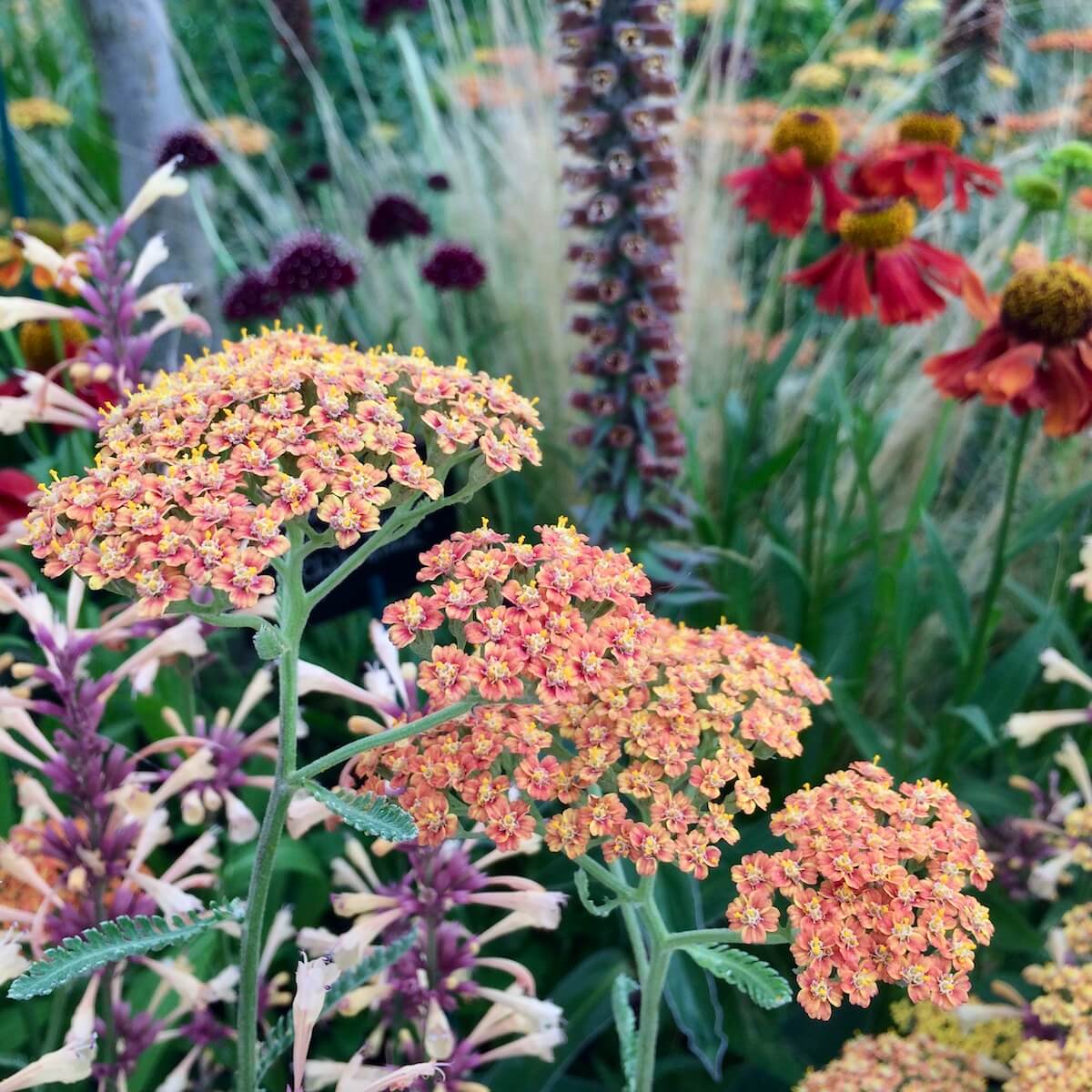 Floral Mix-up – Susan Rushton