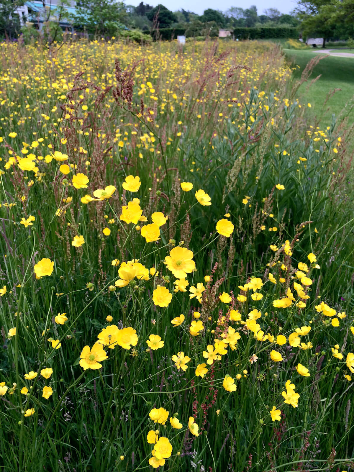Gallery of Yellow Flowers II – Susan Rushton