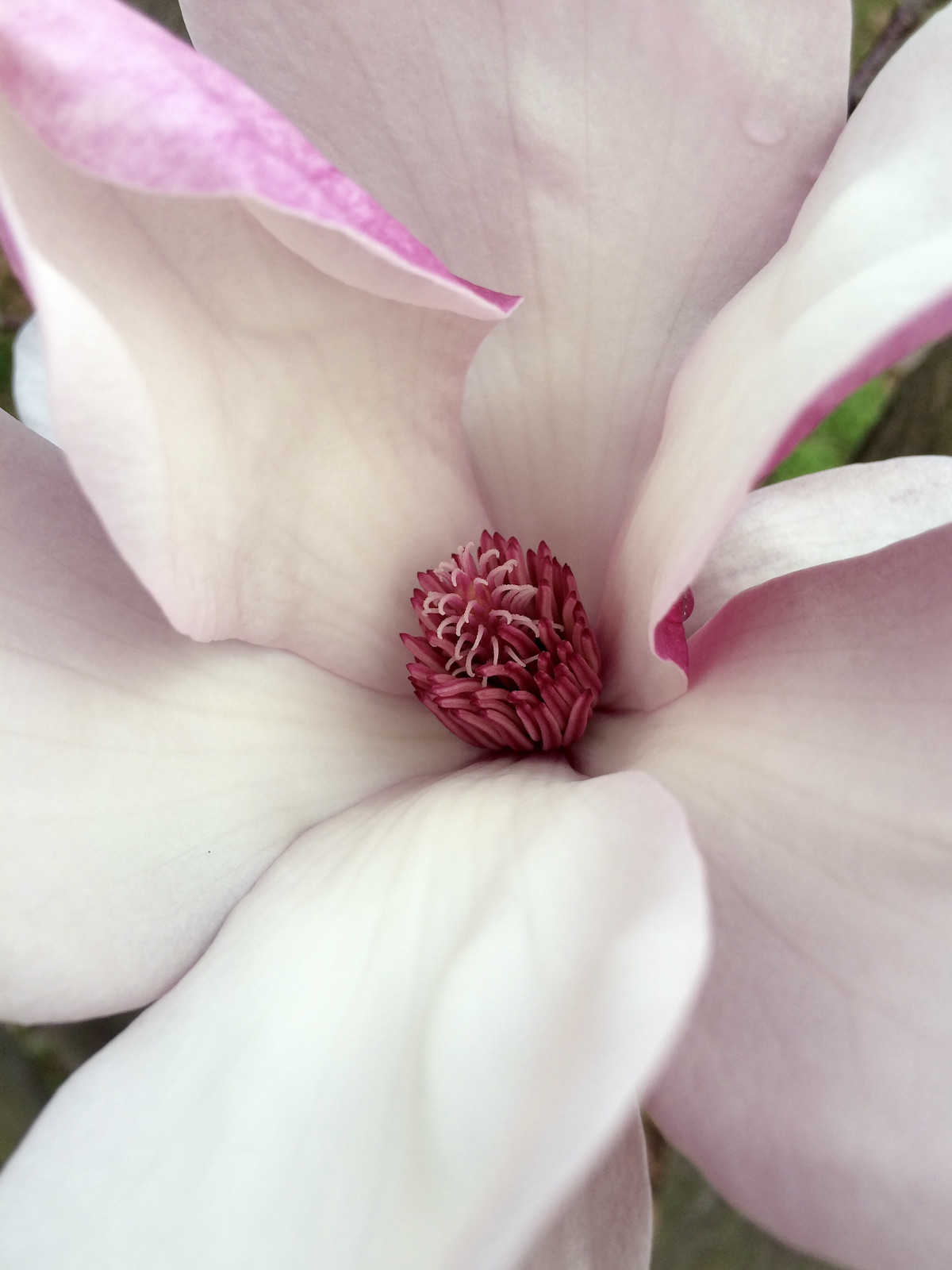 Magnolia x soulangeana – Susan Rushton