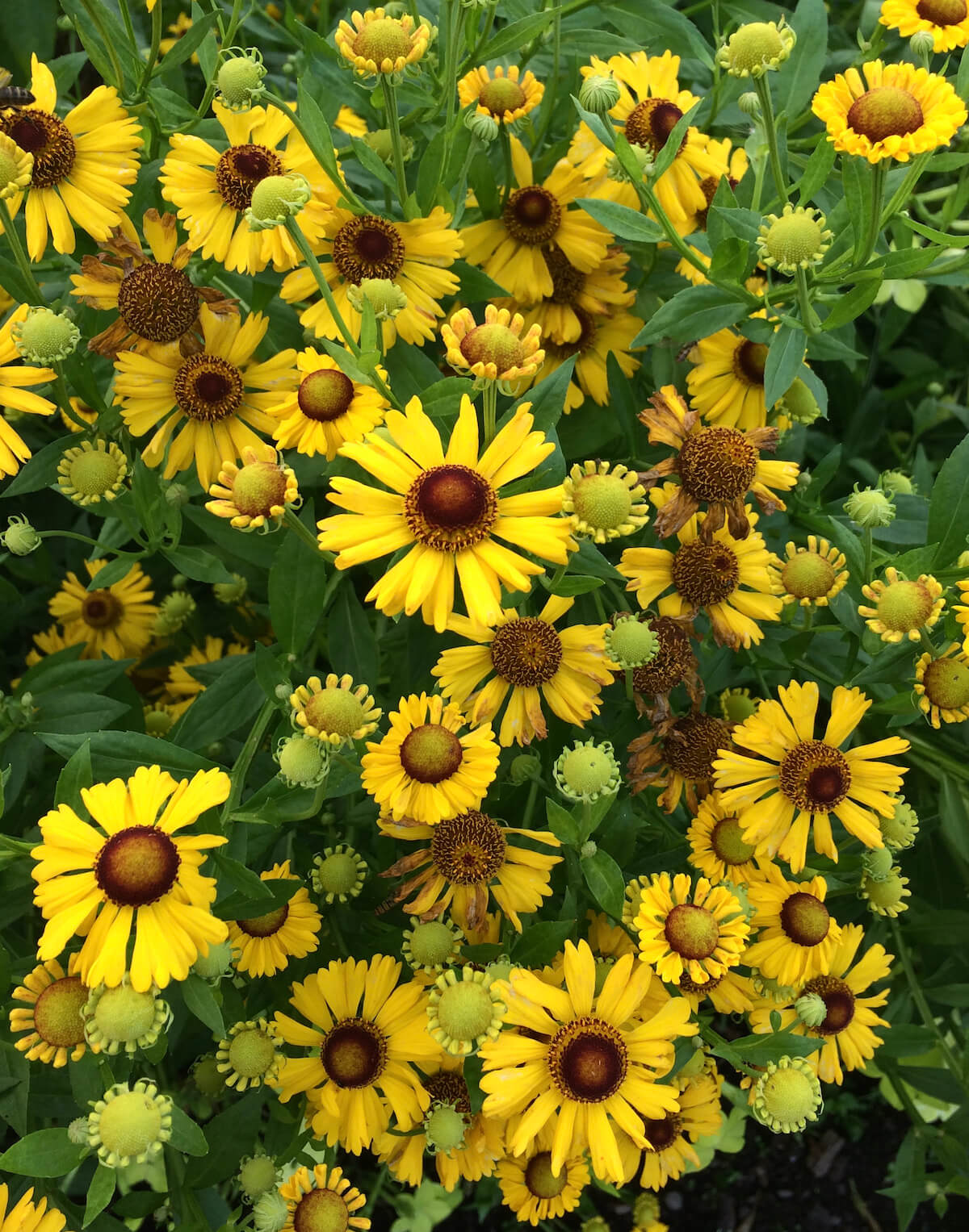 Gallery of Yellow Flowers II – Susan Rushton