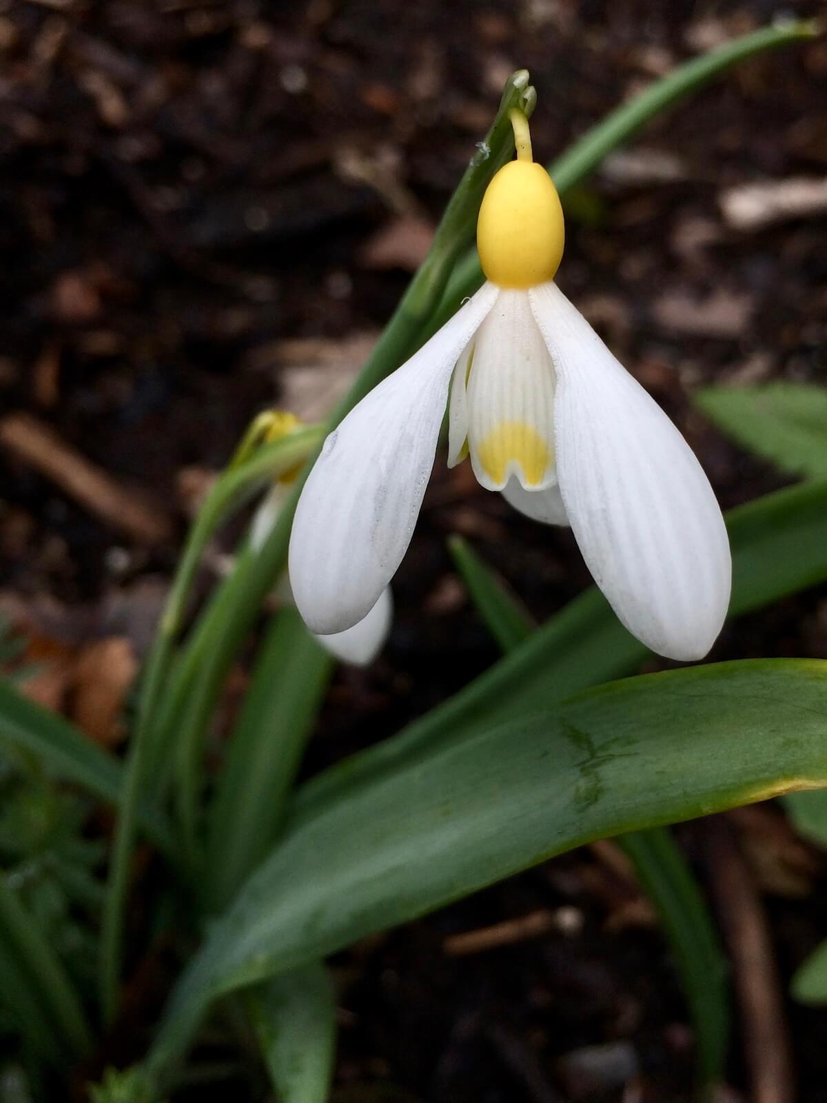 Gallery of Snowdrops – Susan Rushton