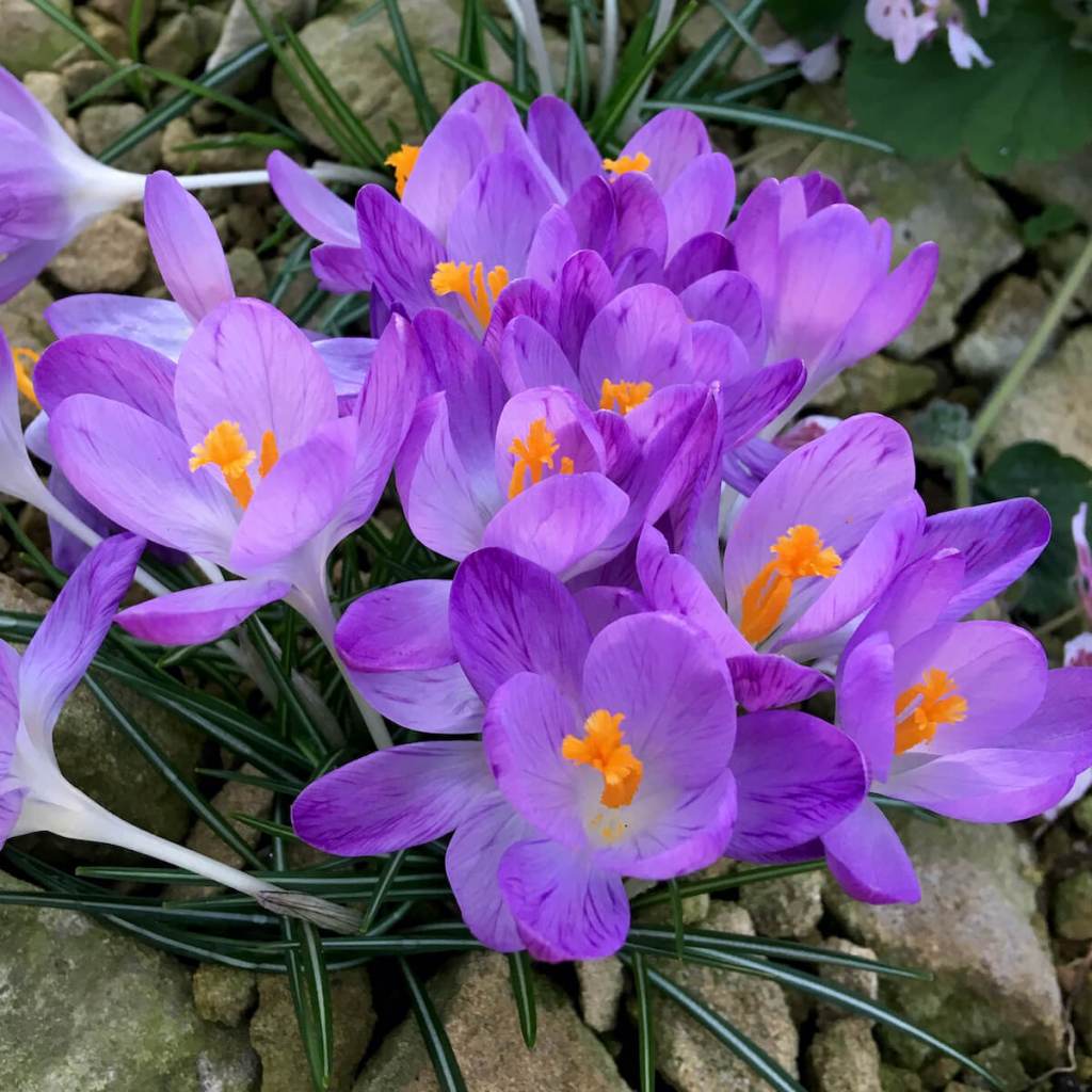 Crocuses of Different Colours – Susan Rushton