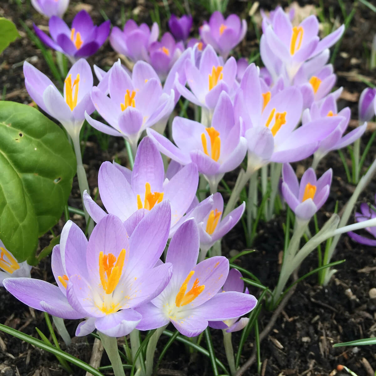 Crocuses of Different Colours – Susan Rushton