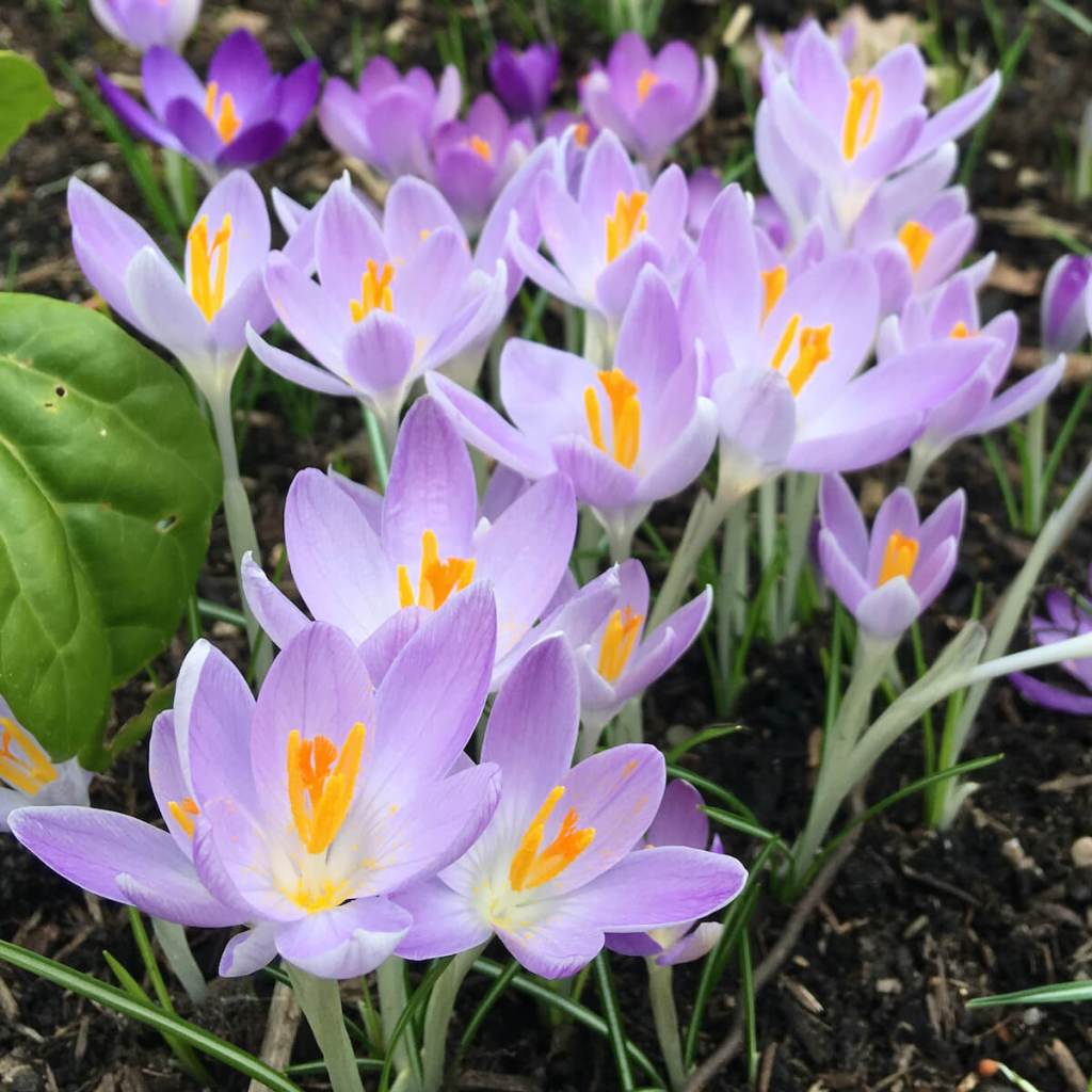 Crocuses of Different Colours – Susan Rushton