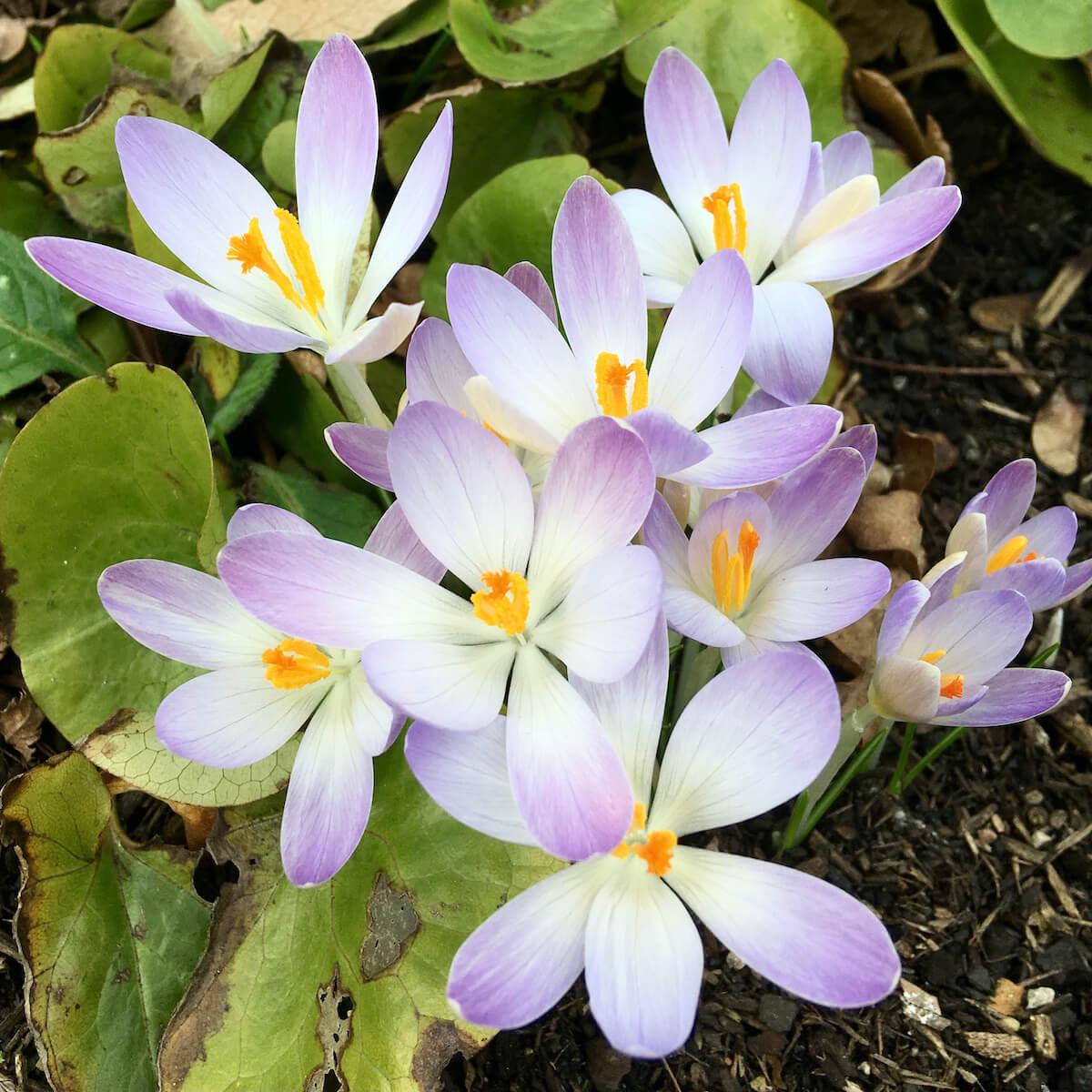 Crocuses of Different Colours – Susan Rushton