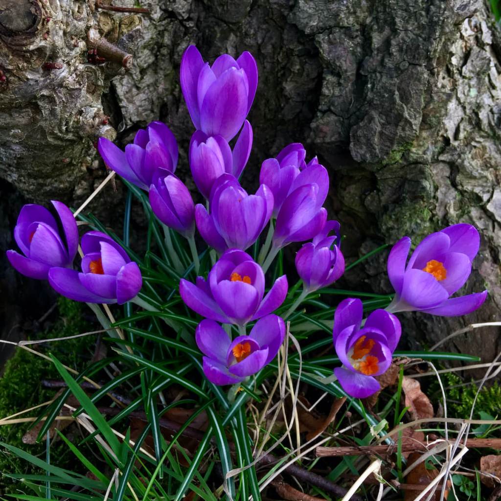 Crocuses of Different Colours – Susan Rushton