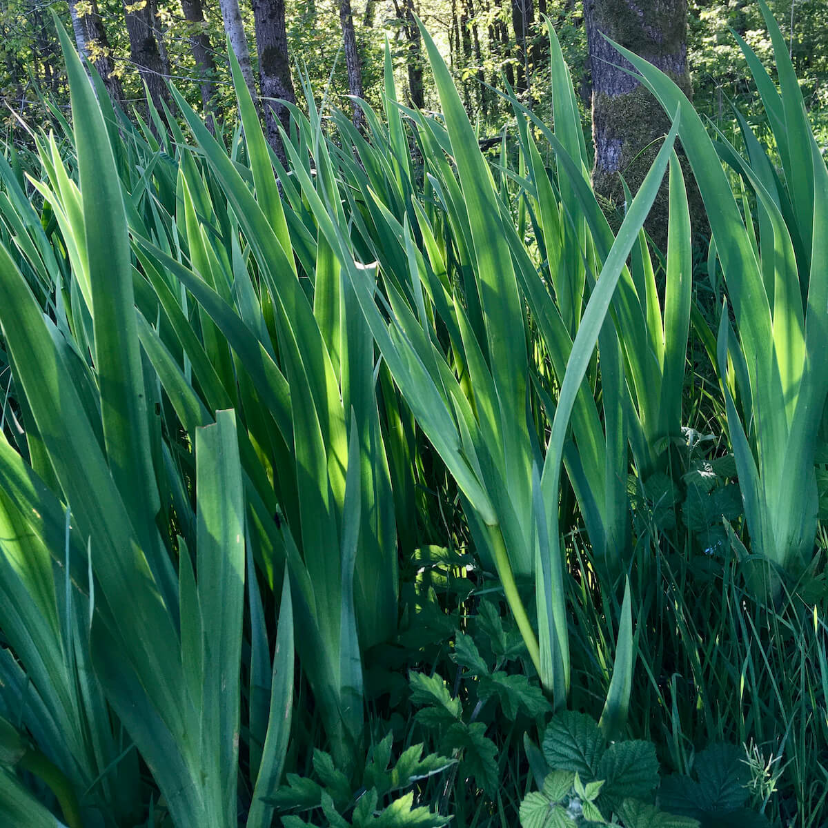 Life In Colour: Green Leaves – Susan Rushton