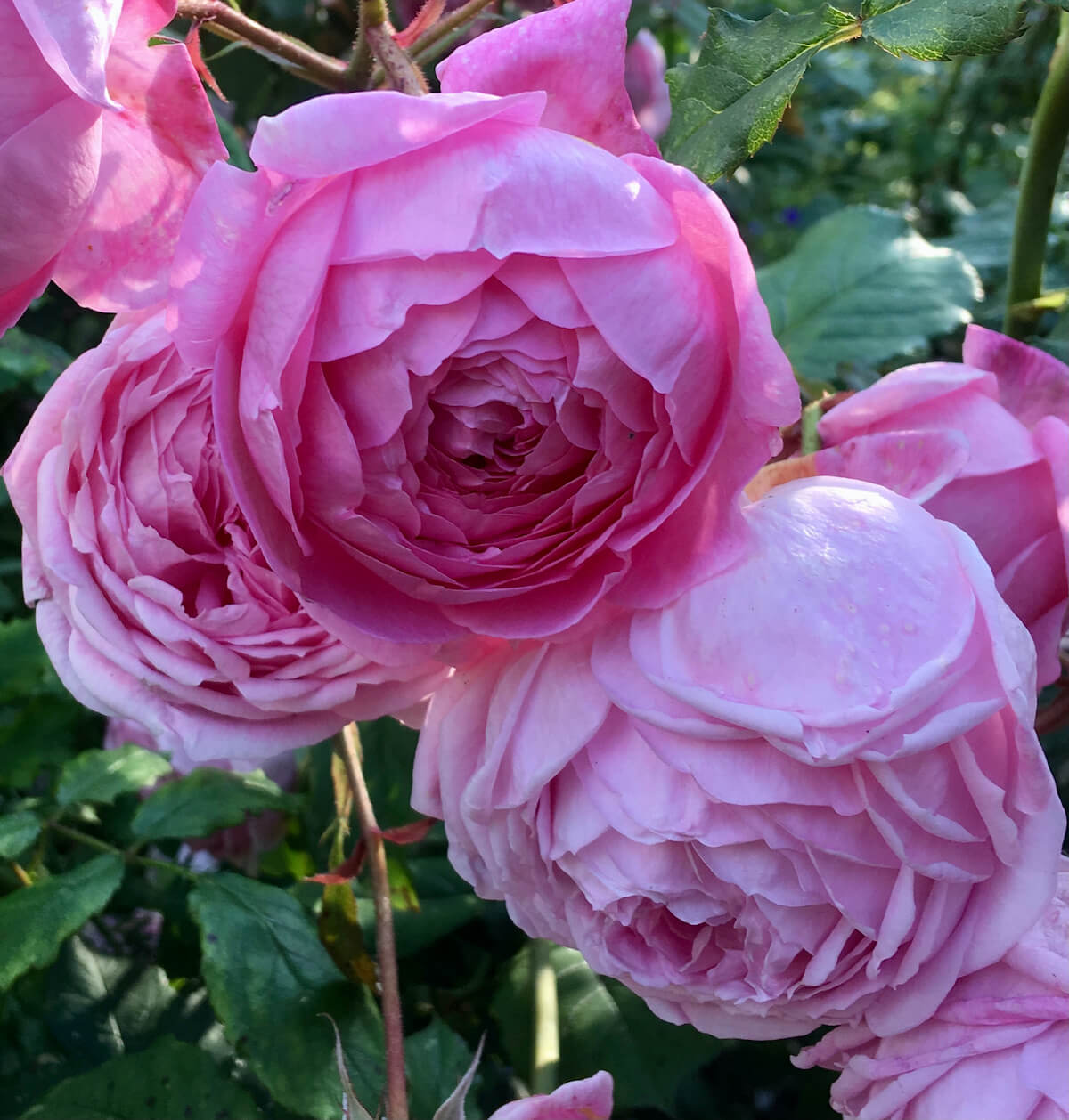 Old-fashioned Pink Roses With Lots of Petals – Susan Rushton