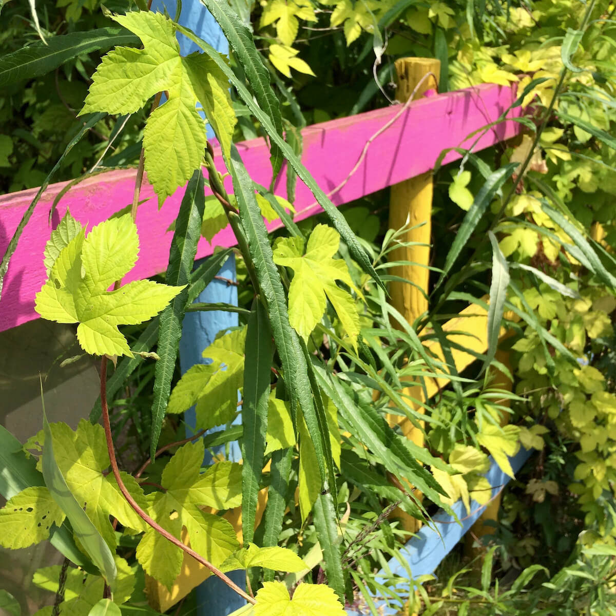 Humulus lupulus ‘Aureus’ (Golden Hops Vine) – Susan Rushton