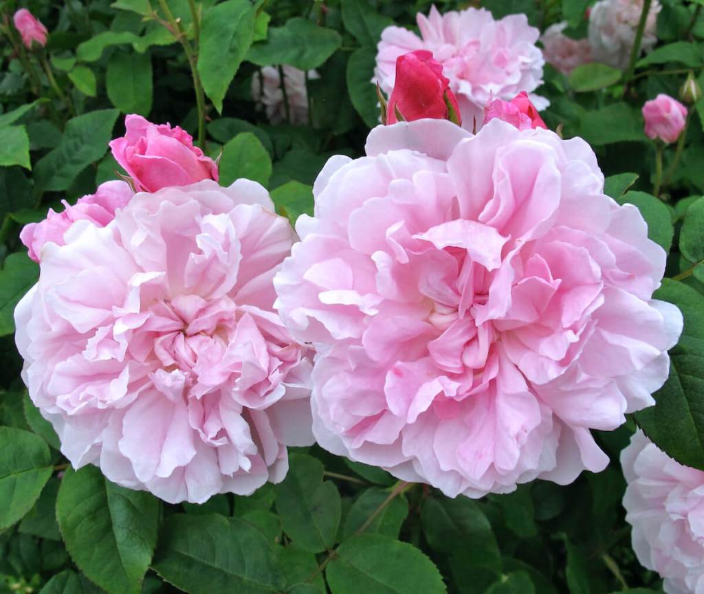 English Roses – Susan Rushton