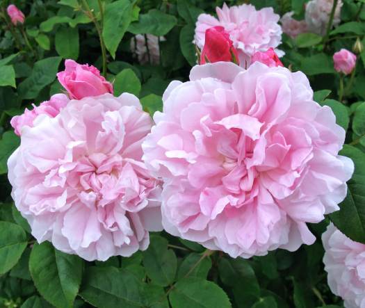 Old-fashioned Pink Roses With Lots of Petals – Susan Rushton