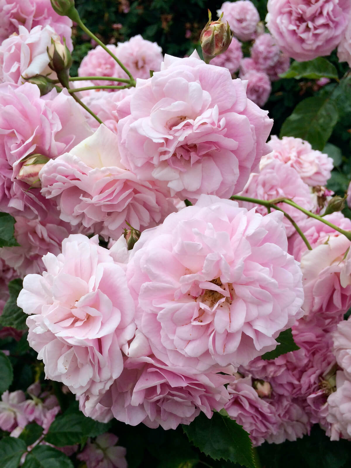 Old-fashioned Pink Roses With Lots of Petals – Susan Rushton