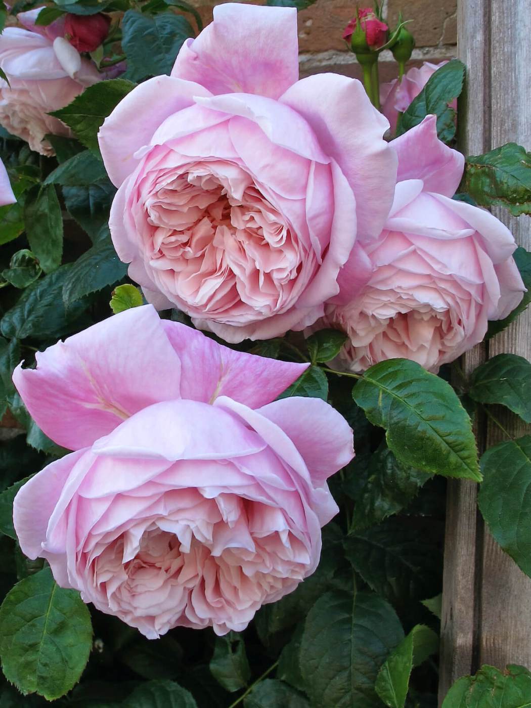 Old-fashioned Pink Roses With Lots of Petals – Susan Rushton