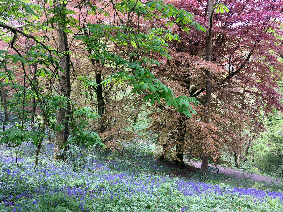 A Peek into an English Bluebell Wood – Susan Rushton