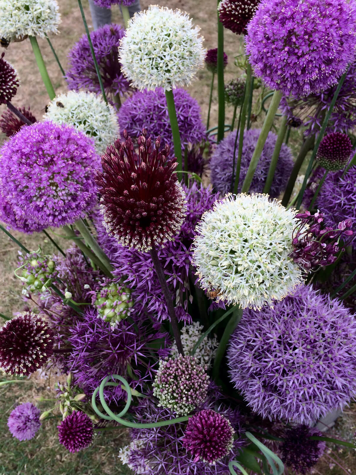 Edible Plants – Susan Rushton