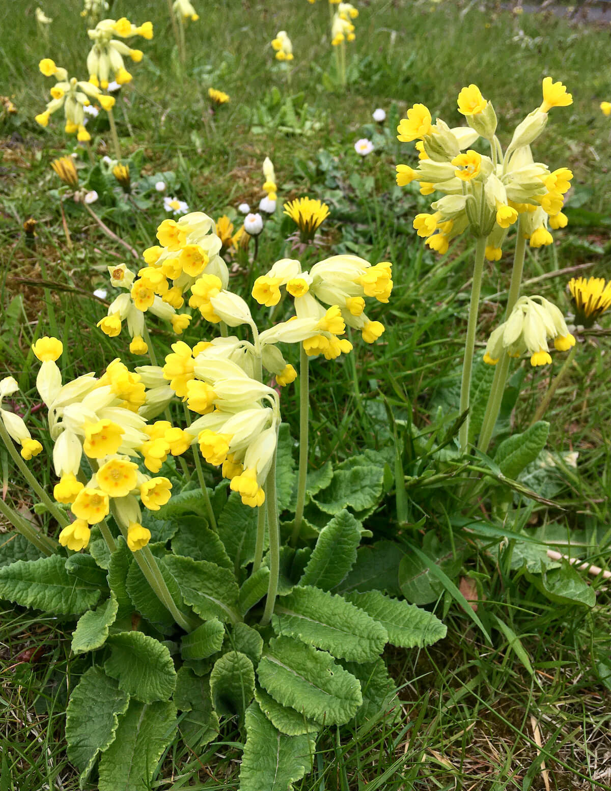 Variations on a Theme: Primrose, Cowslip or Oxlip? – Susan Rushton