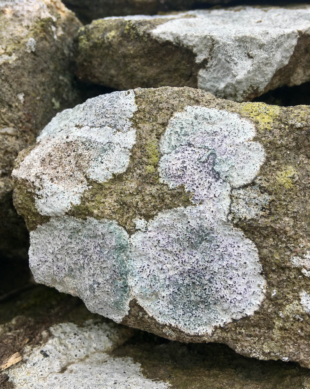 Lichens on Stone Walls in Darwen, Lancashire – Susan Rushton