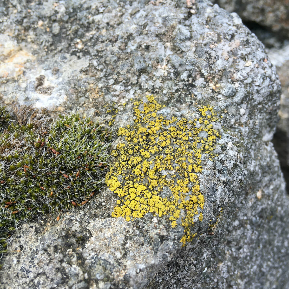 Lichens on Stone Walls in Darwen, Lancashire – Susan Rushton