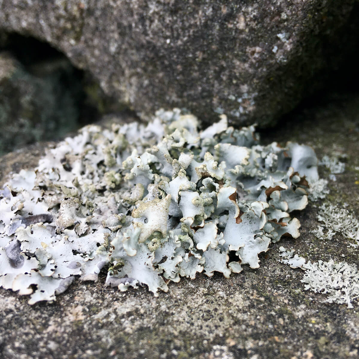 Lichens on Stone Walls in Darwen, Lancashire – Susan Rushton