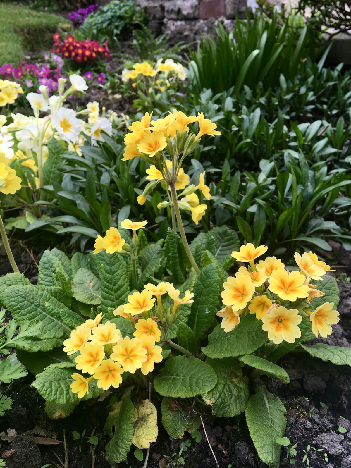 Variations on a Theme: Primrose, Cowslip or Oxlip? – Susan Rushton