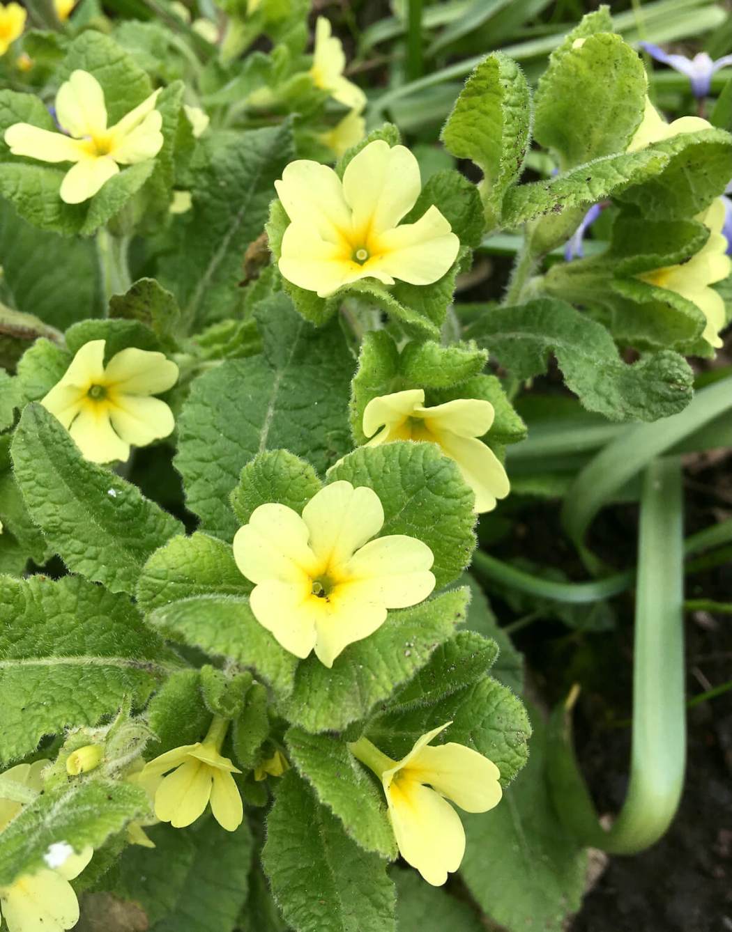 Variations on a Theme: Primrose, Cowslip or Oxlip? – Susan Rushton
