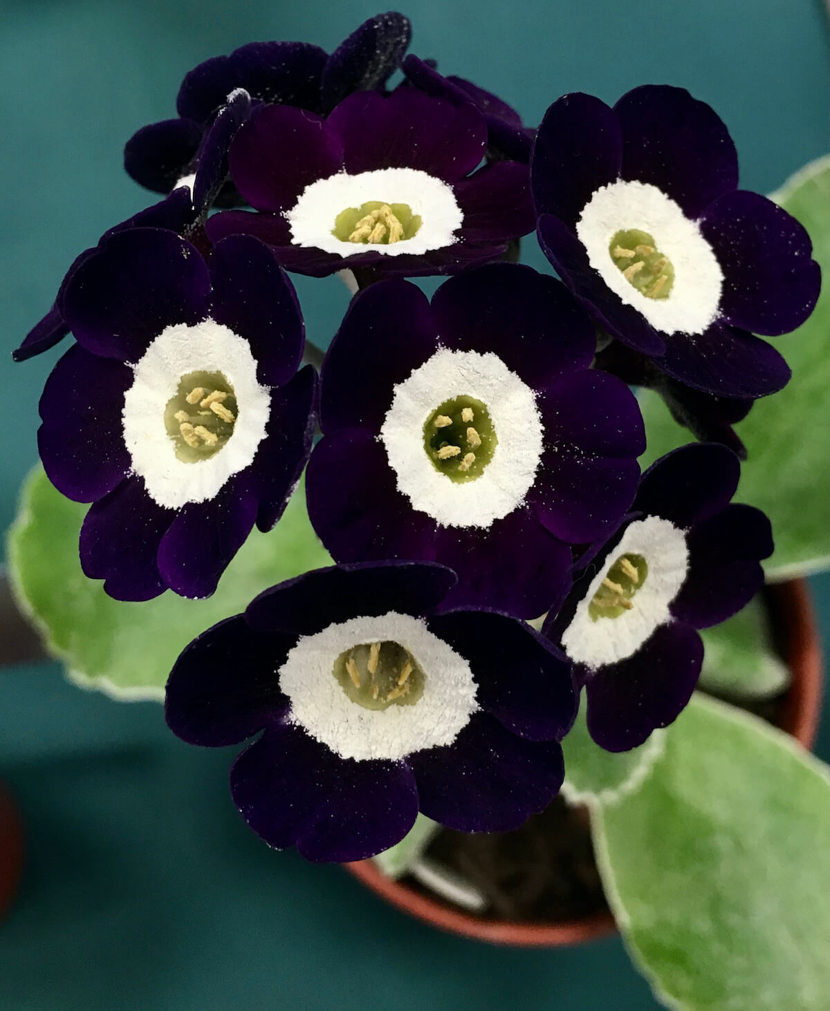 Life In Colour: Purple Anxiety – Susan Rushton