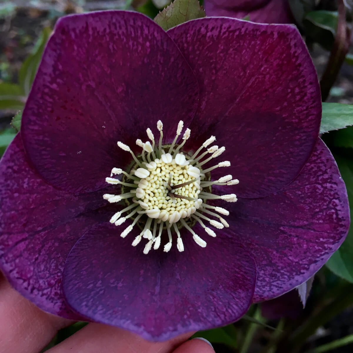 Life In Colour: Purple Anxiety – Susan Rushton