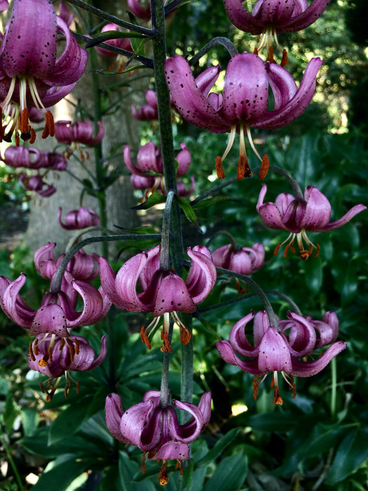 Life In Colour: Purple Anxiety – Susan Rushton