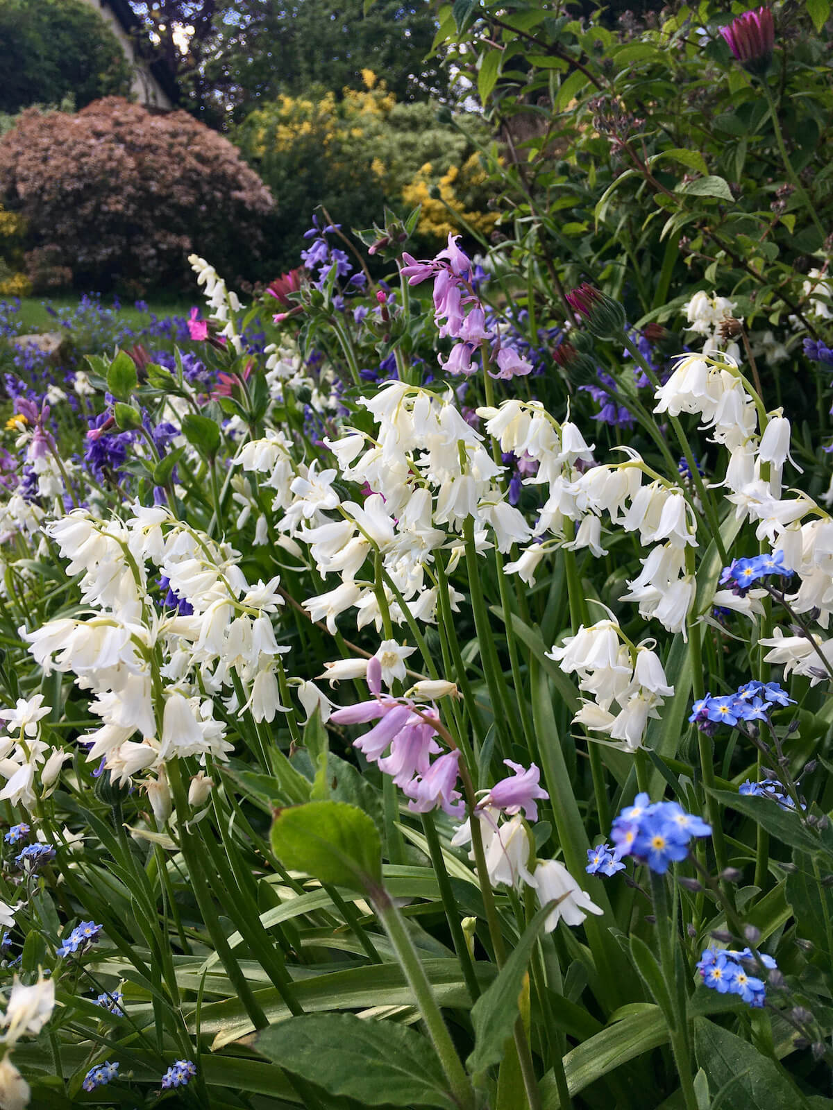 Bluebells of Different Colours in a Cottage Garden – Susan Rushton