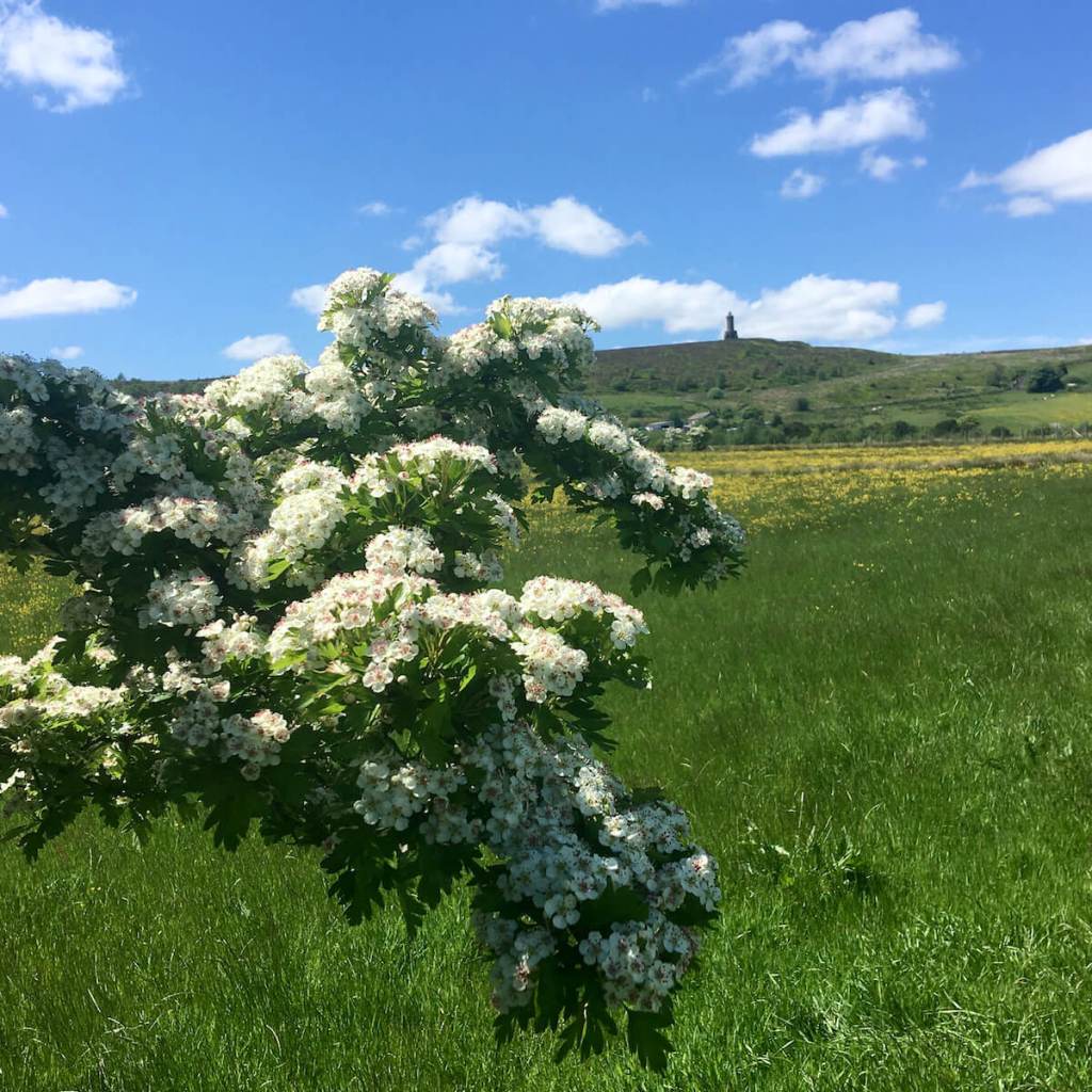 Hawthorn Flowers: Cast Ne’er a Clout Ere May is Out – Susan Rushton