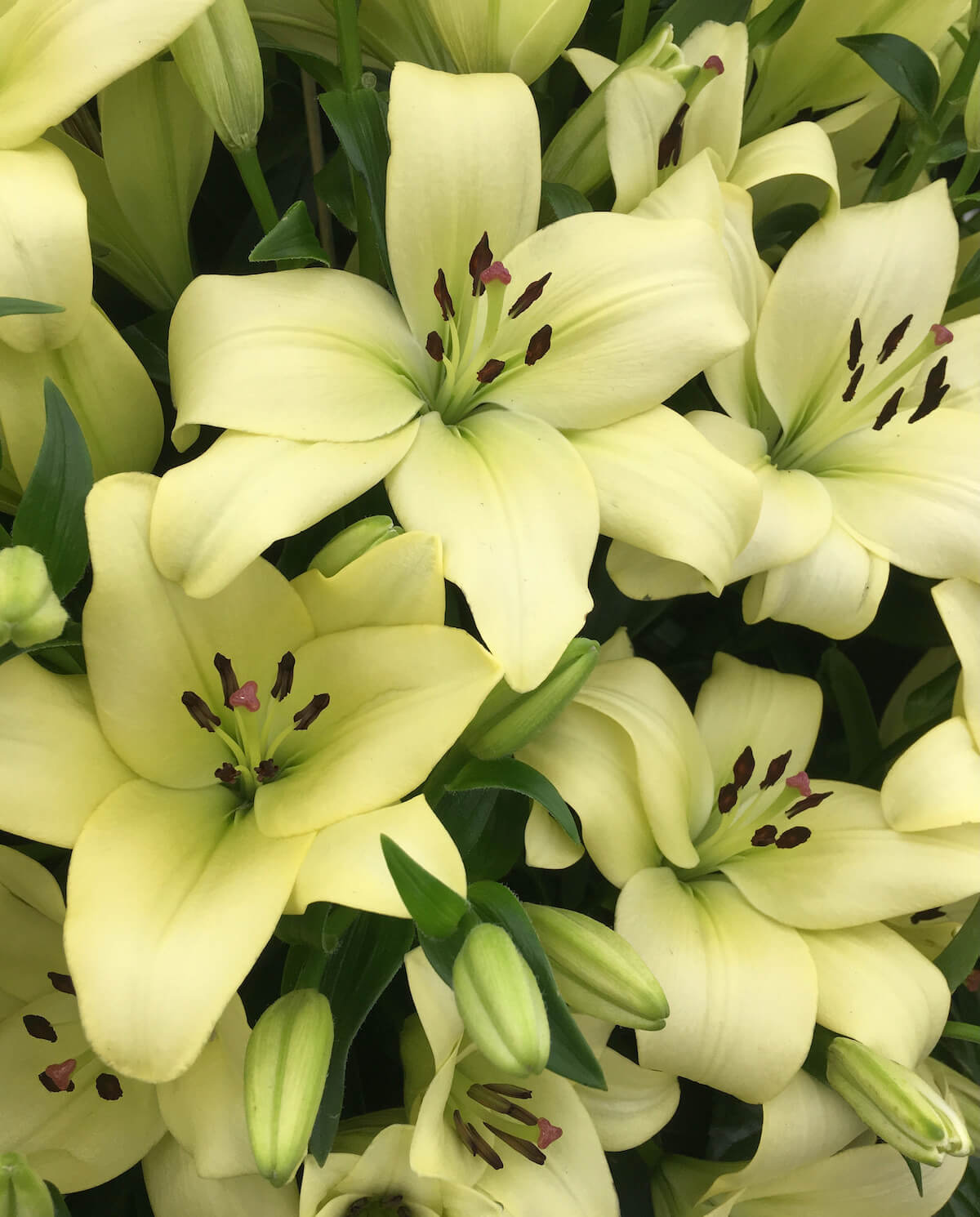 Lilium ‘Trebbiano’ – Susan Rushton